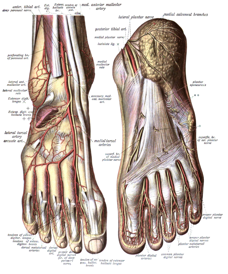 Nerf tibial et nerfs plantaires | ENMG en MPR