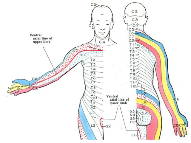 Névralgies cervicobrachiales | ENMG en MPR